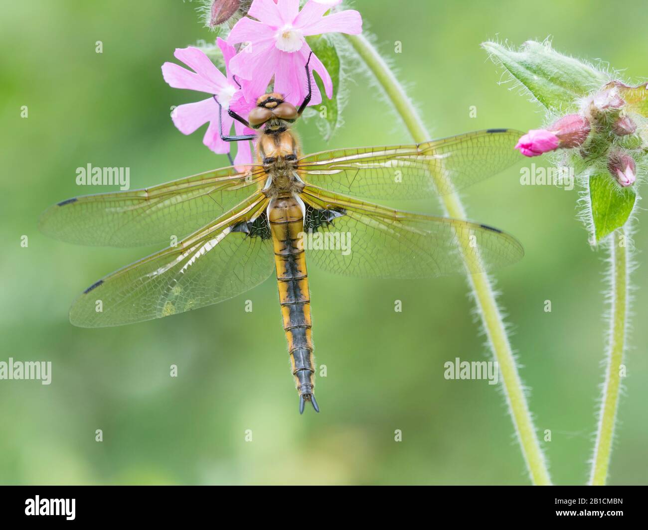 Two-spotted dragonfly (Epitheca bimaculata, Libellula bimaculata), top ...
