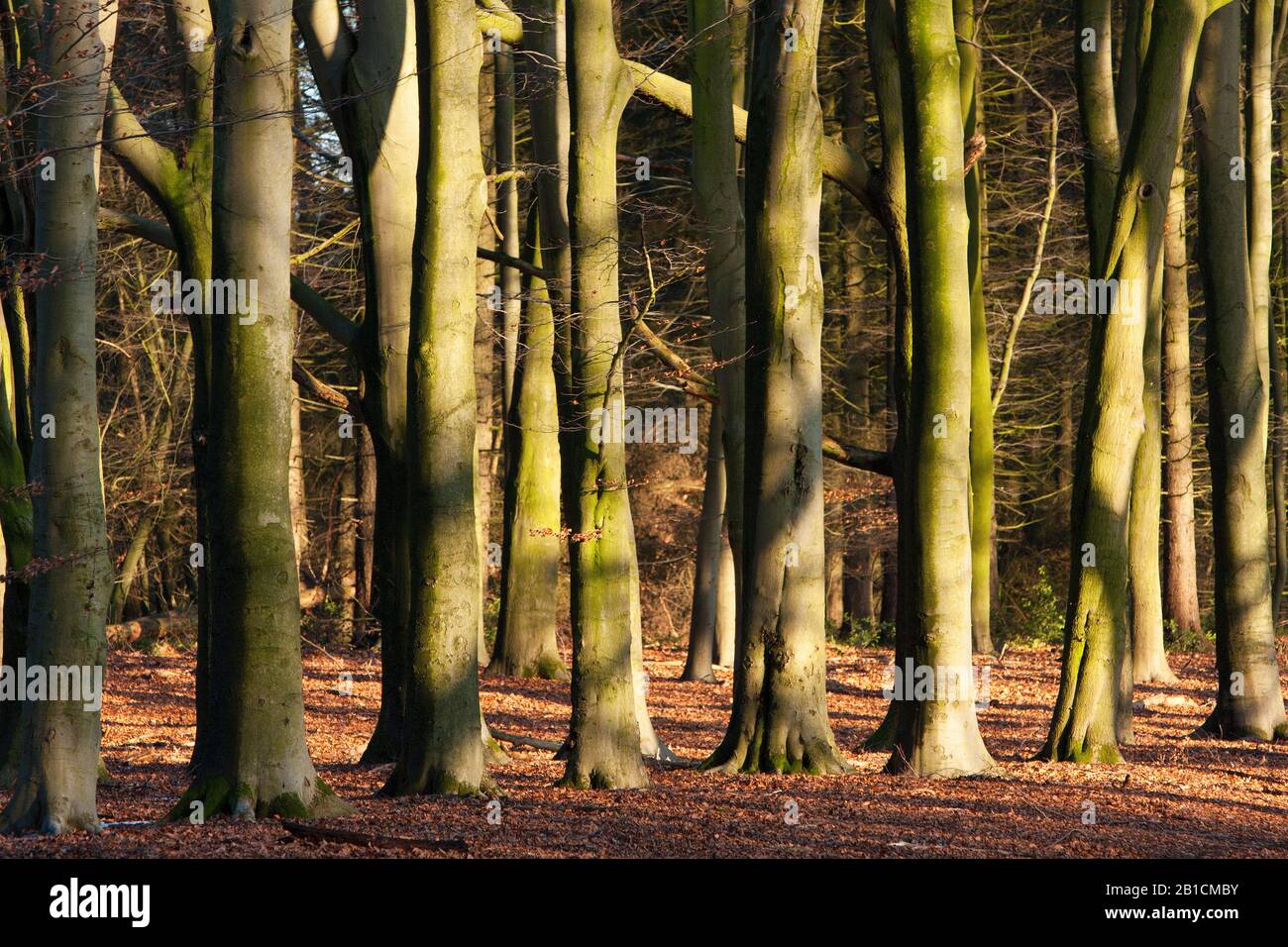 common beech (Fagus sylvatica), leafless beech forest, Netherlands ...