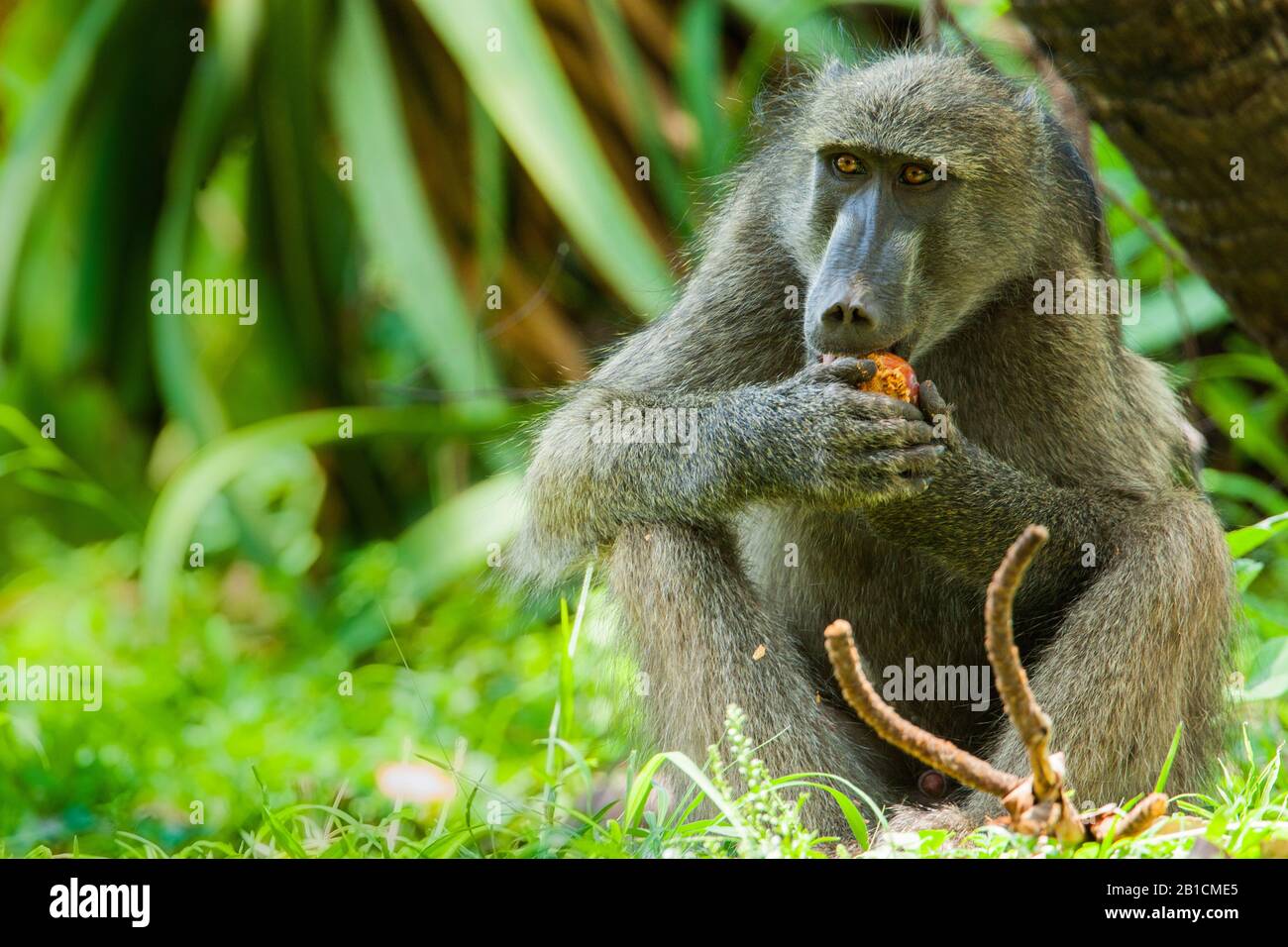 Adult male baboon hi-res stock photography and images - Alamy