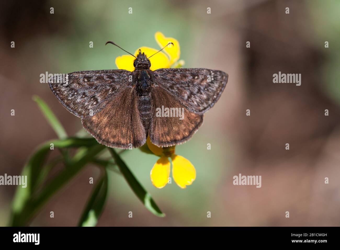 Propertius duskywing butterfly hi-res stock photography and images - Alamy