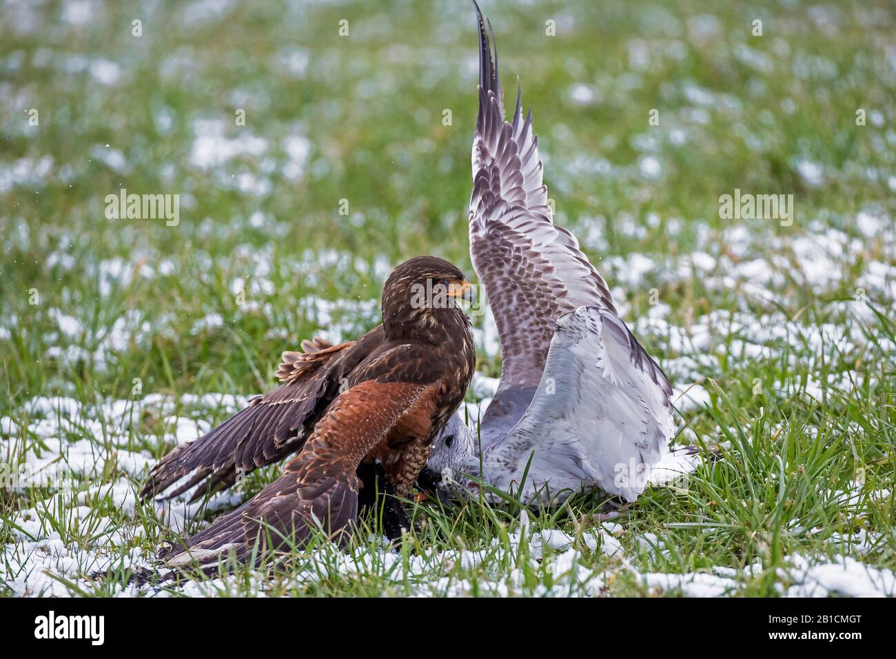 harris' hawk (Parabuteo unicinctus), witch preyed gull, falconry ...