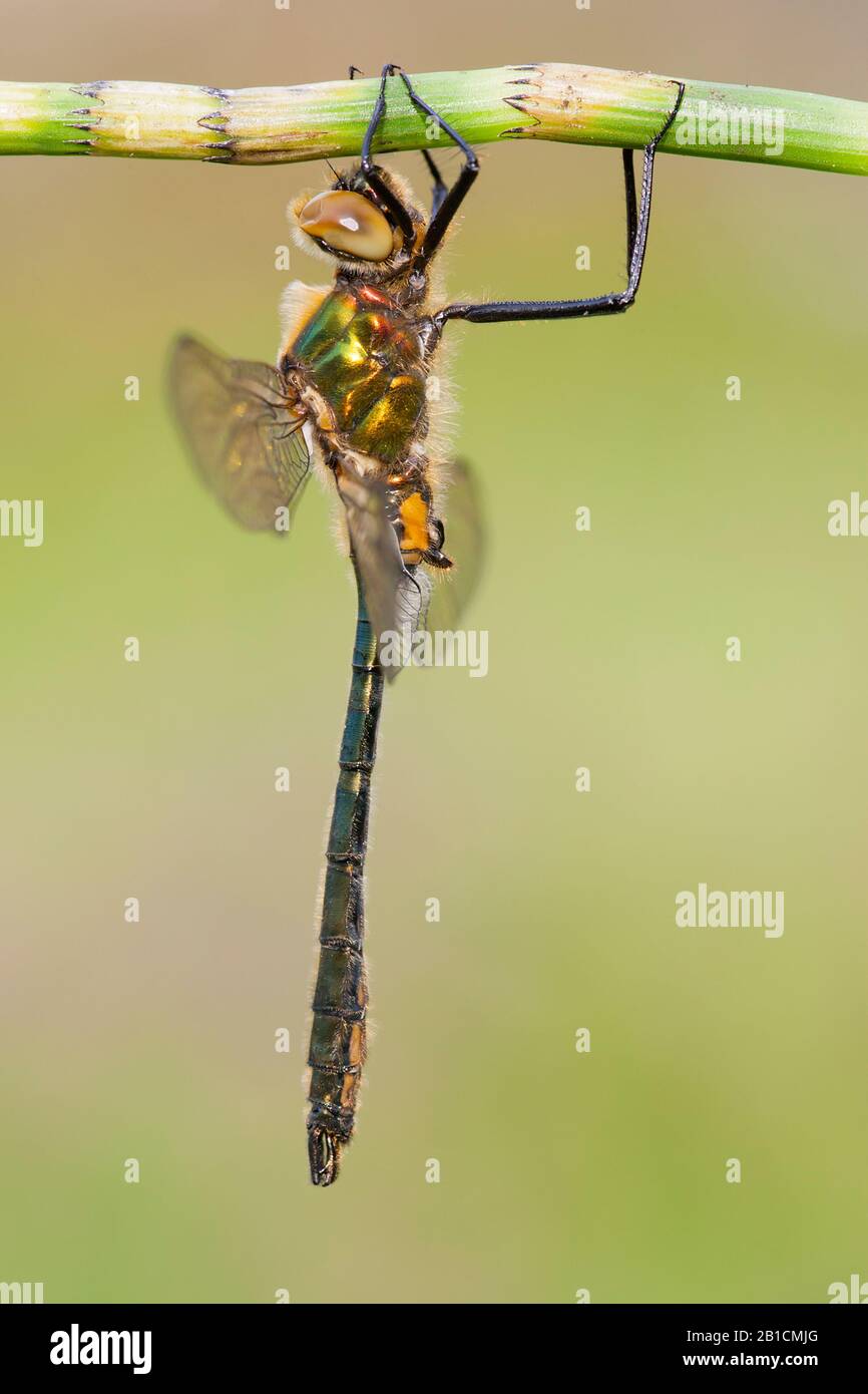 downy emerald (Cordulia aenea), male, Netherlands, Frisia Stock Photo ...