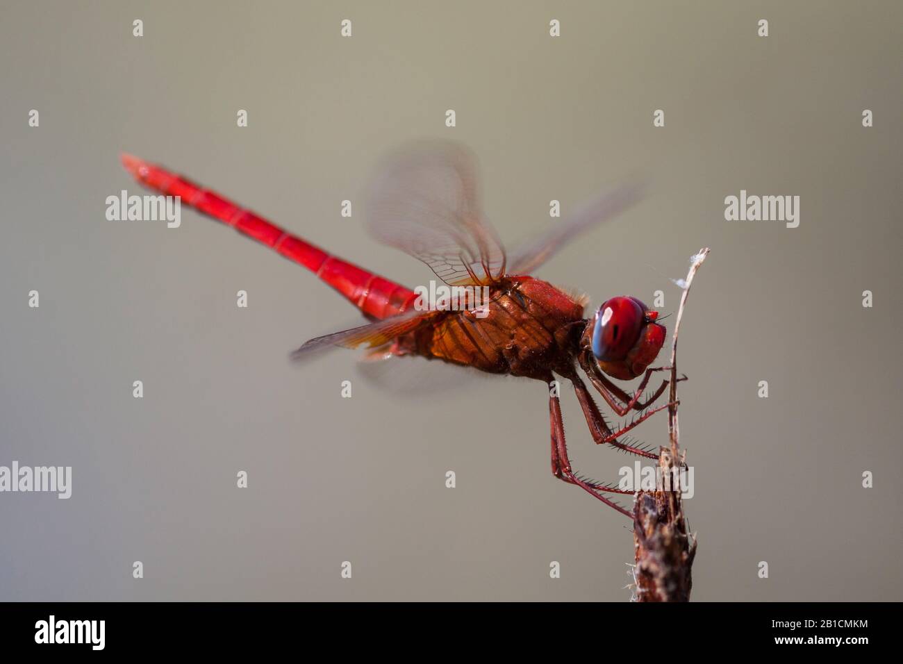 Broad Scarlet, Common Scarlet-darter, Scarlet Darter, Scarlet Dragonfly ...