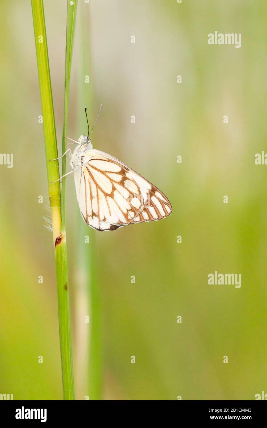 pioneer, pioneer white, caper white, African caper white, brown-veined ...