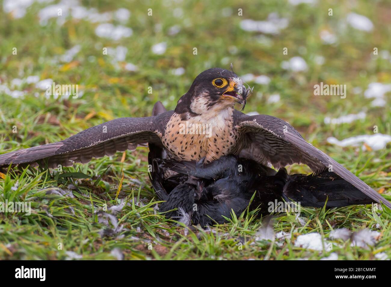peregrine falcon (Falco peregrinus), has captured a crow, falconry ...