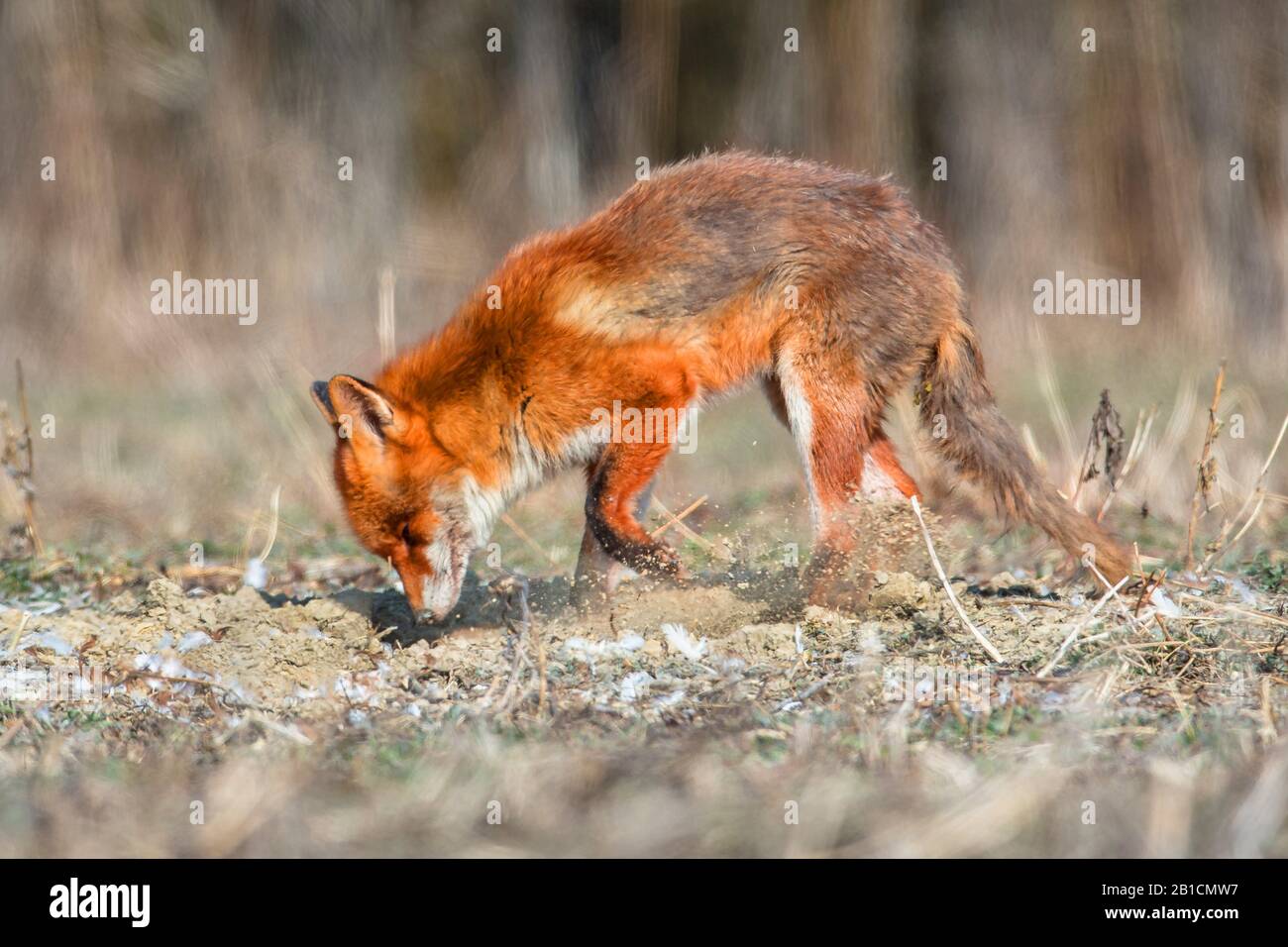 Fox hole hi-res stock photography and images - Alamy
