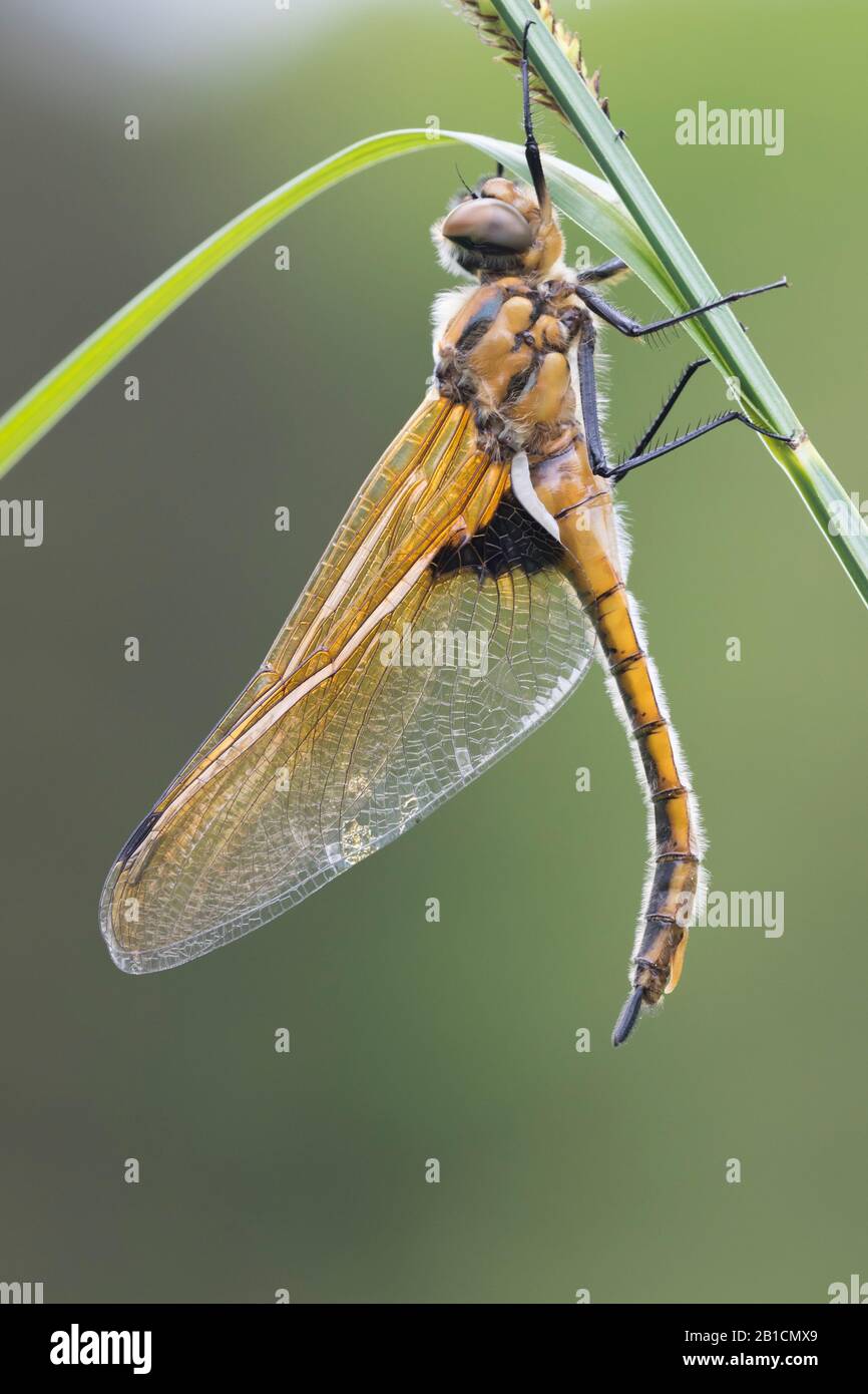 Two-spotted dragonfly (Epitheca bimaculata, Libellula bimaculata ...