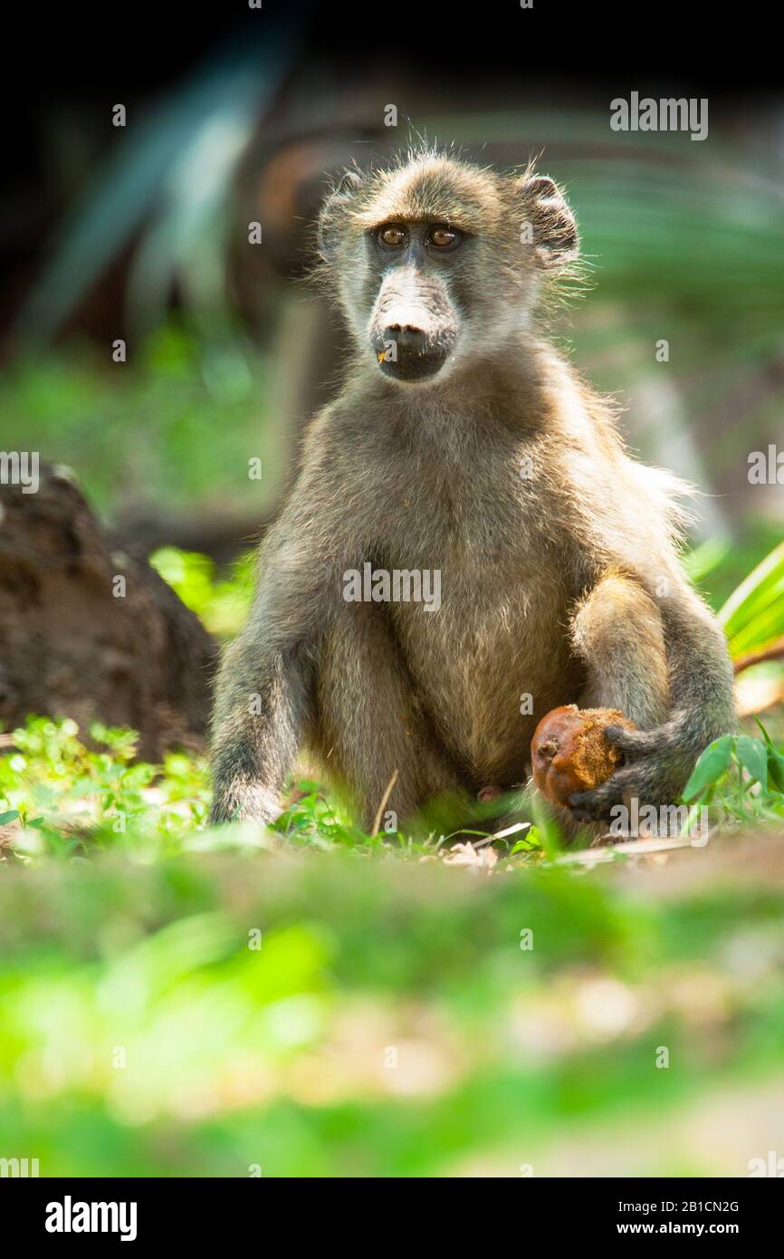 Male baboon young hi-res stock photography and images - Alamy