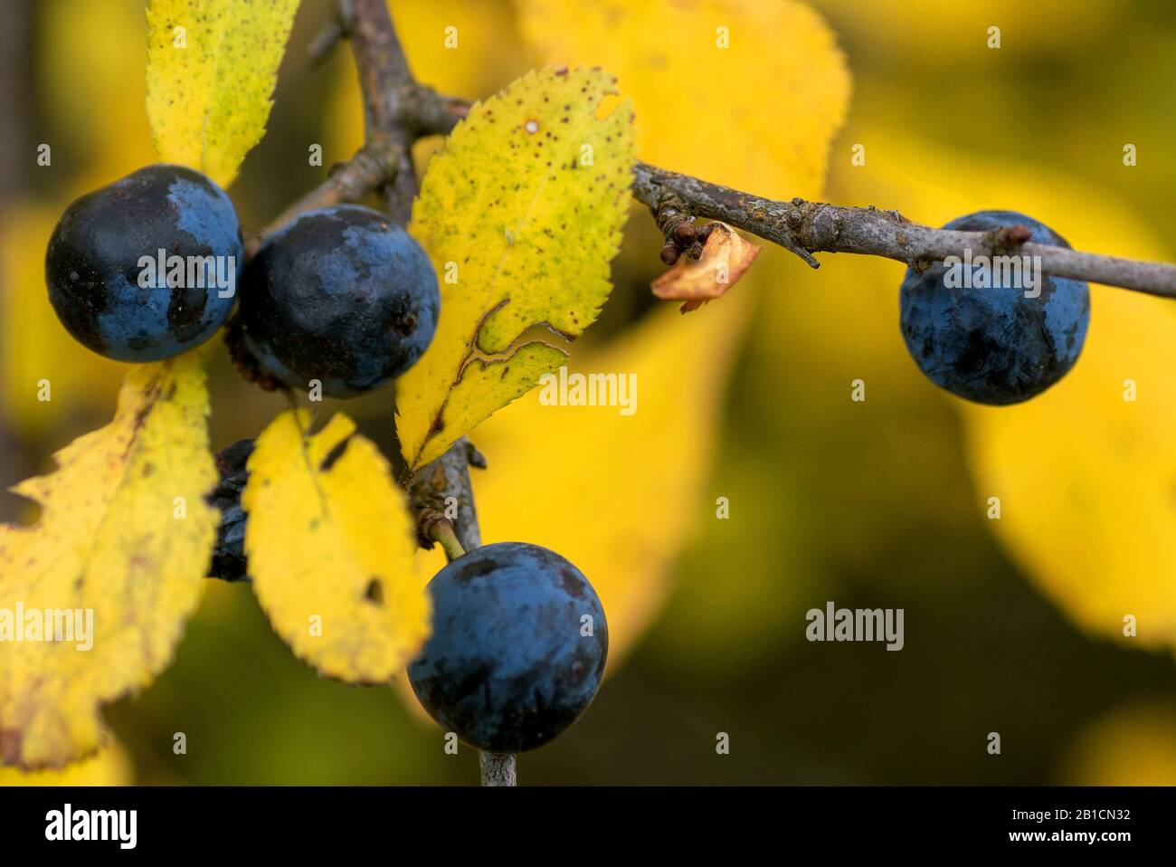 blackthorn, sloe (Prunus spinosa), fruits and autumn leaves, Germany ...