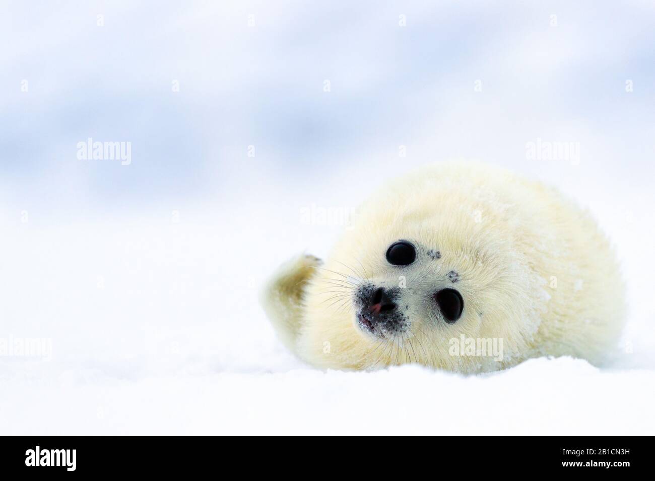 Ringed Seal Pup