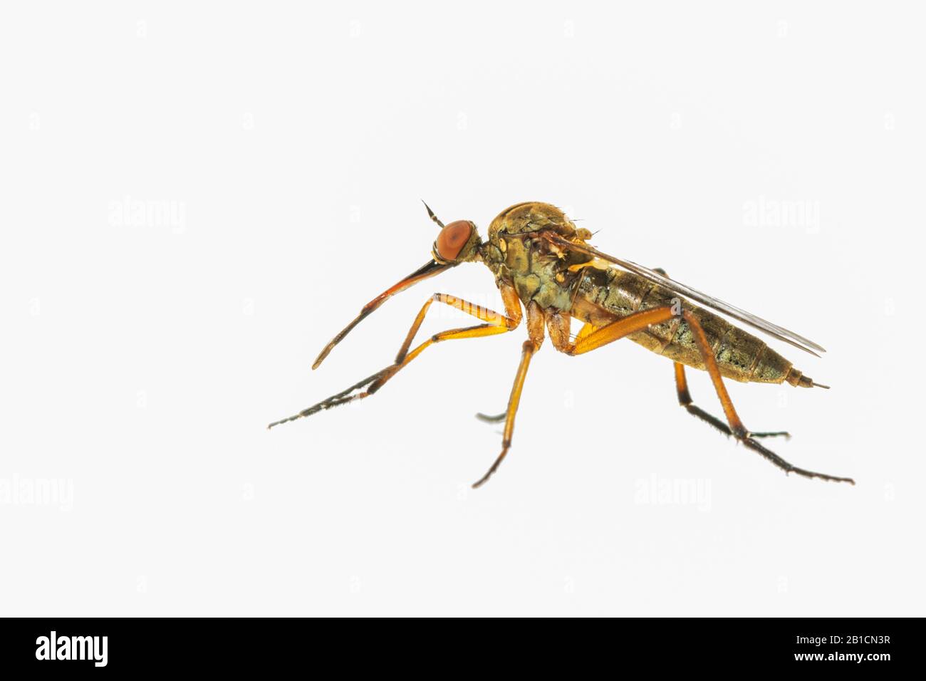 Dance fly insect hi-res stock photography and images - Alamy
