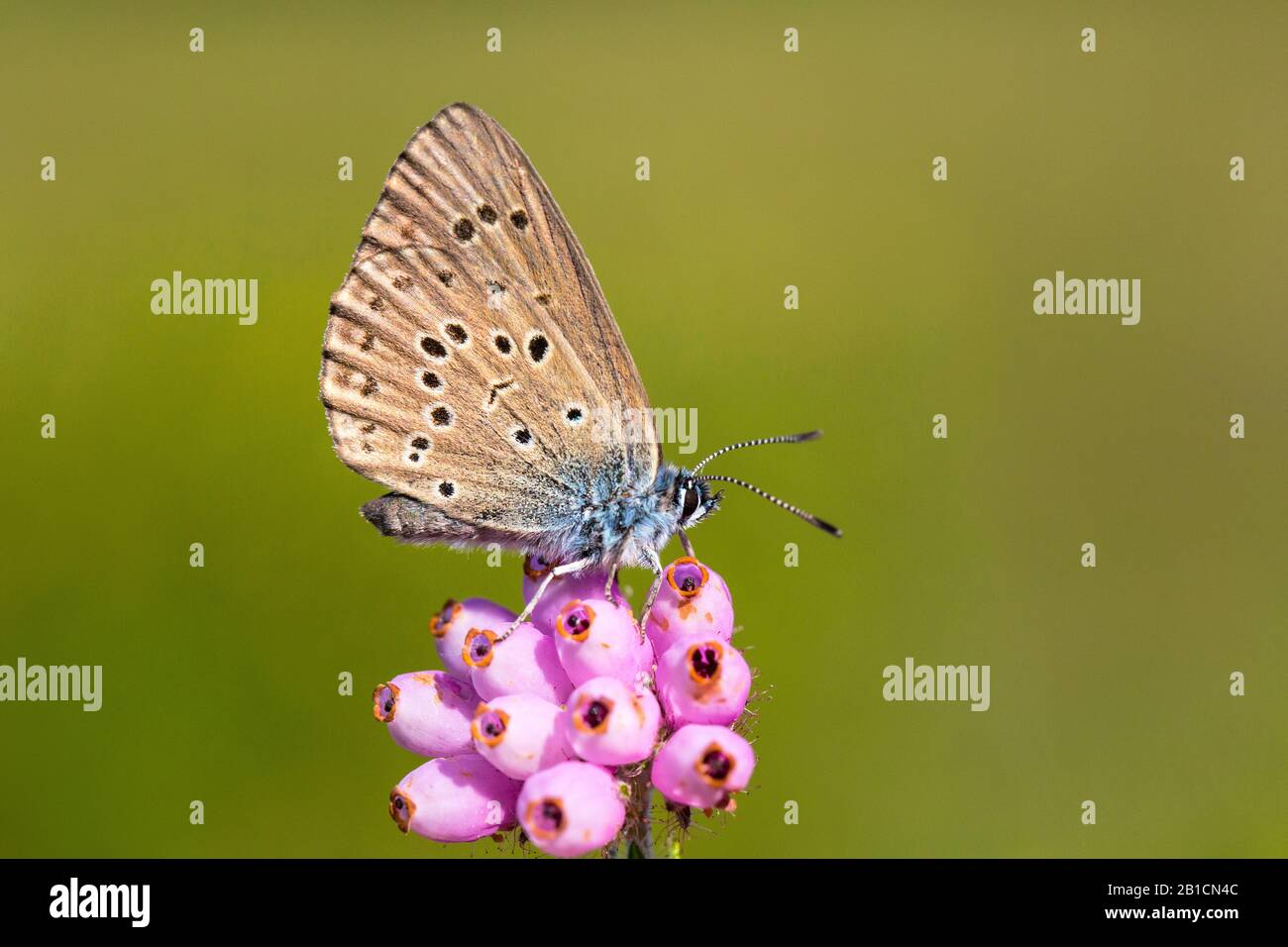 Alcon blue, Alcon large blue (Phengaris alcon, Maculinea alcon ...