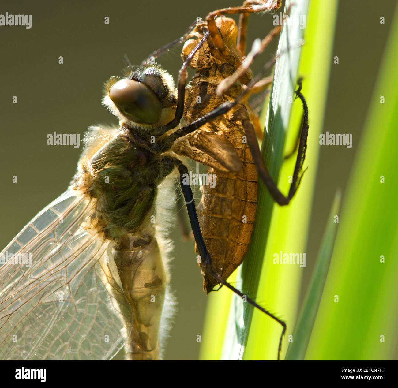 downy emerald (Cordulia aenea), just hatched female , Netherlands ...