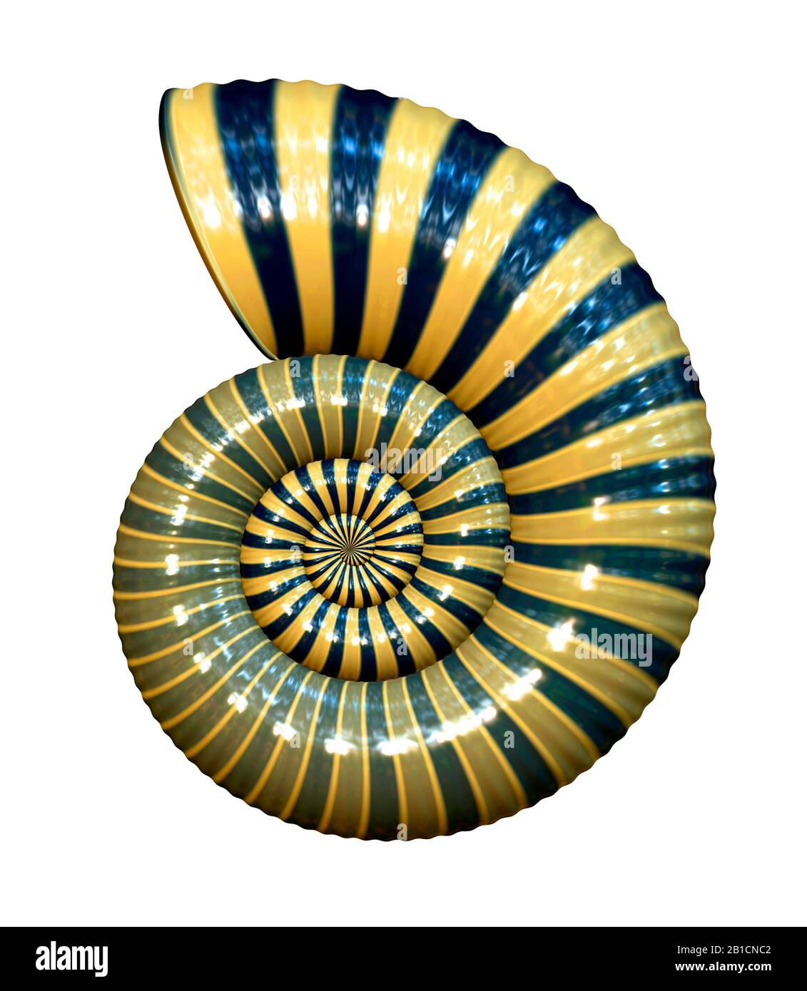 3D computer graphic, black yellow colored ammonite (fossilised snail ...