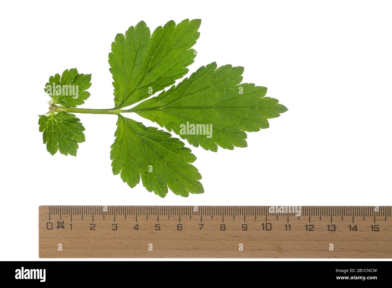 common avens, wood avens, clover-root (Geum urbanum), leaf, cutout with ...