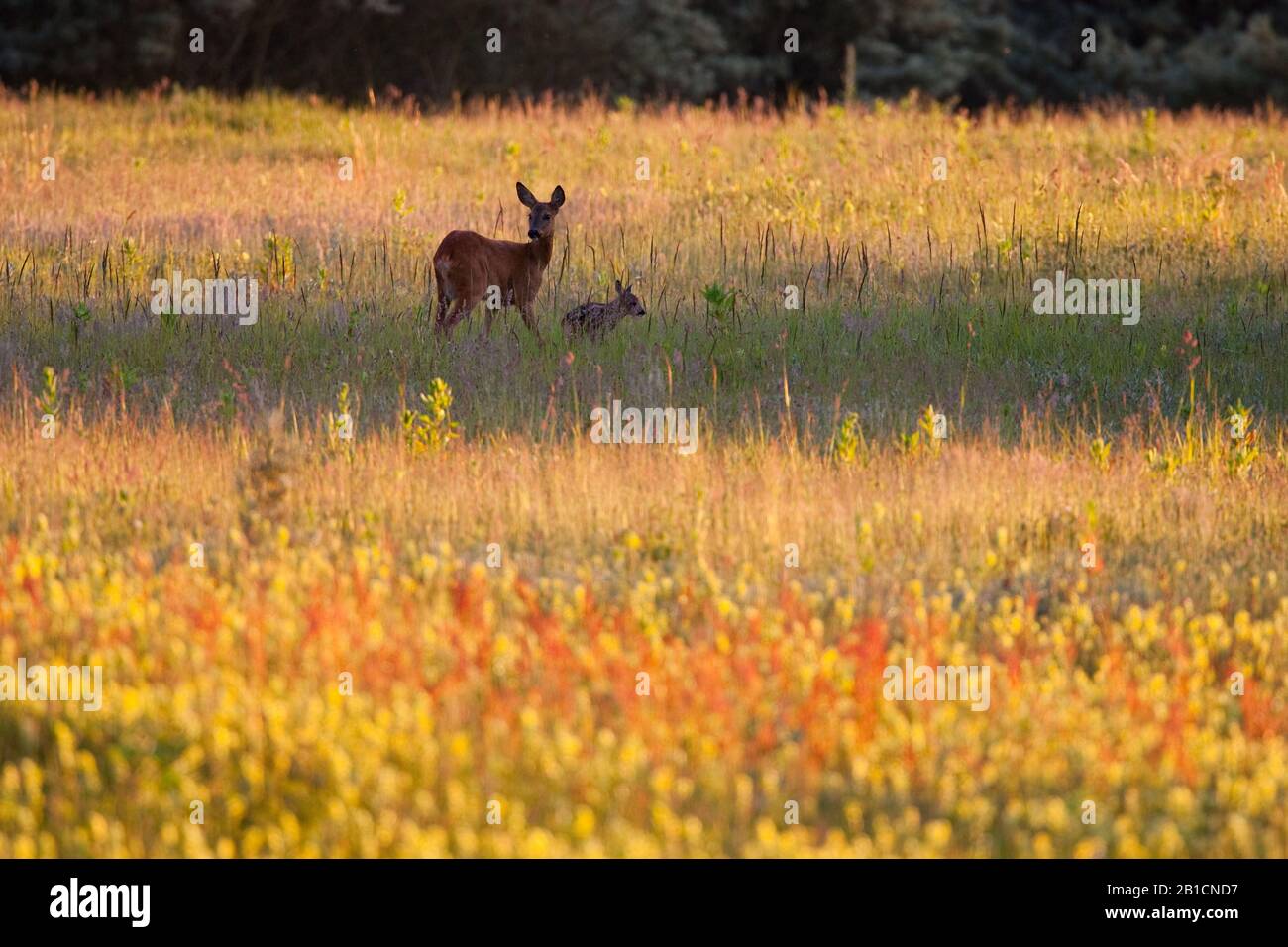 roe deer (Capreolus capreolus), doe with fawn standing in sunrise ...