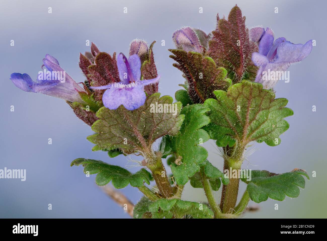 Gill over the ground hi-res stock photography and images - Alamy