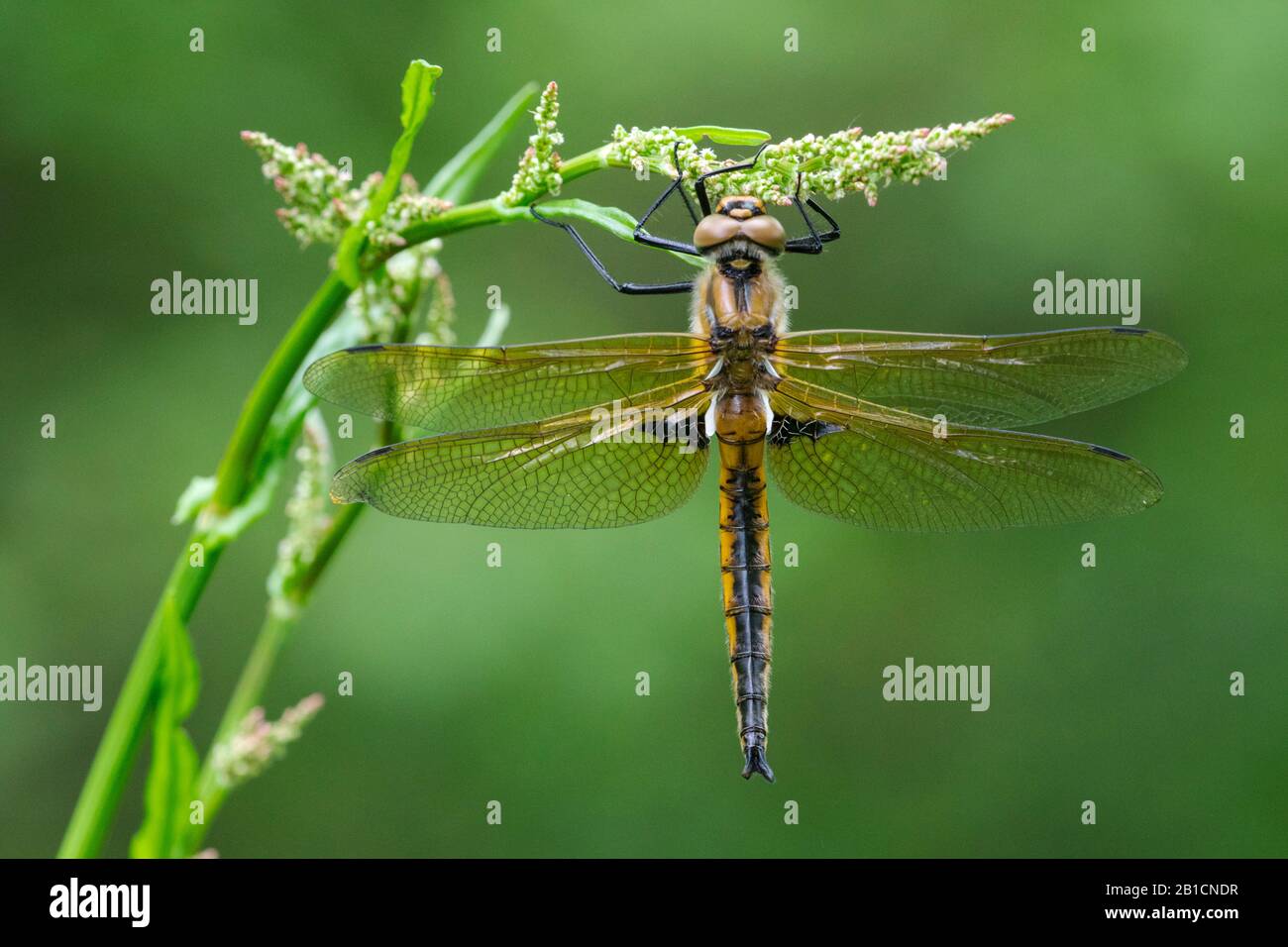 Two-spotted dragonfly (Epitheca bimaculata, Libellula bimaculata), at a ...