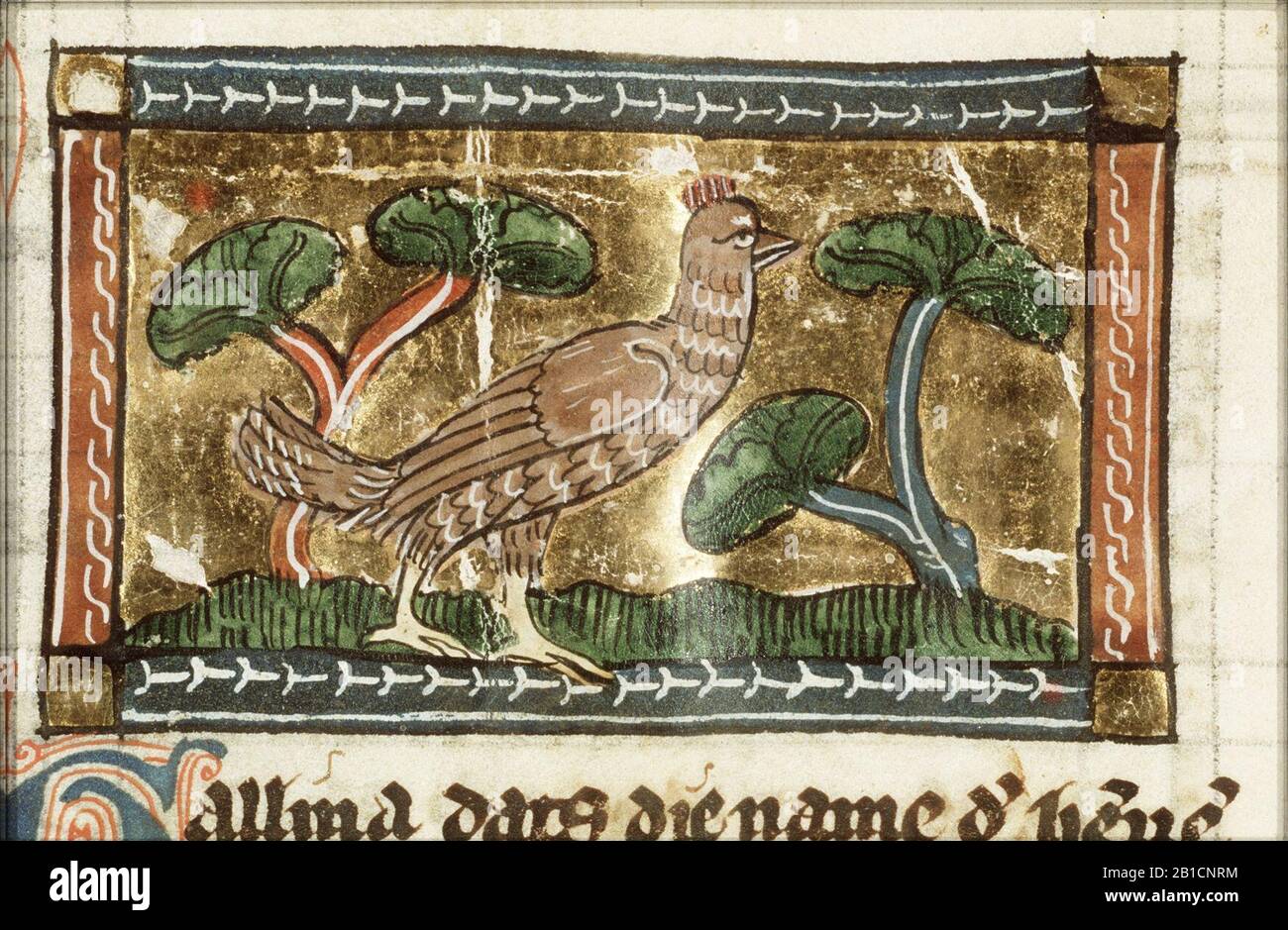 Gallina (hen) - Der naturen bloeme - Jacob van Maerlant - KB KA 16 ...