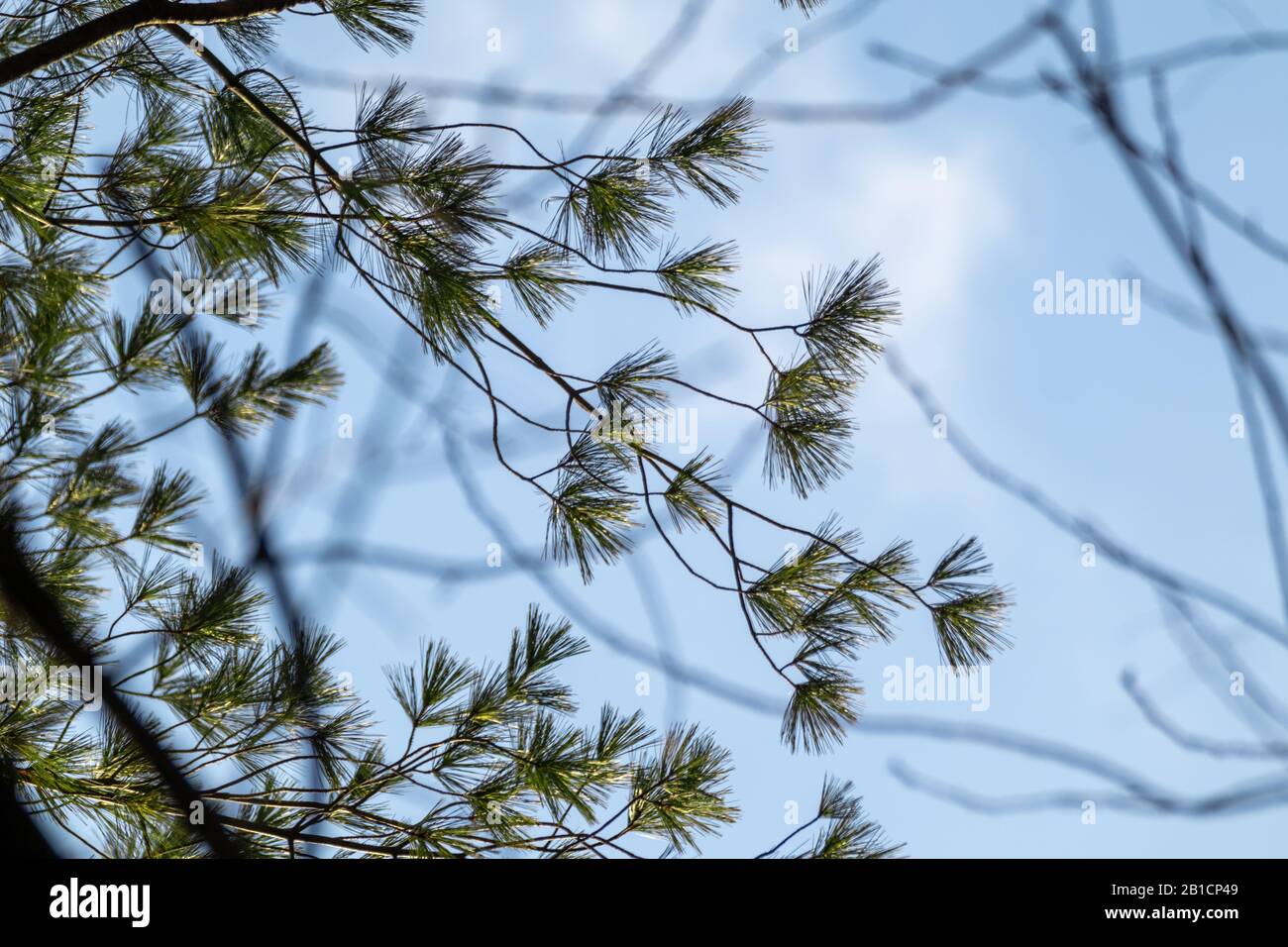 Green pine tree fur textured sunny background. Natural light spring ...