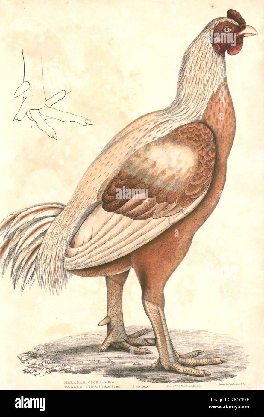 Gallus giganteus hi-res stock photography and images - Alamy