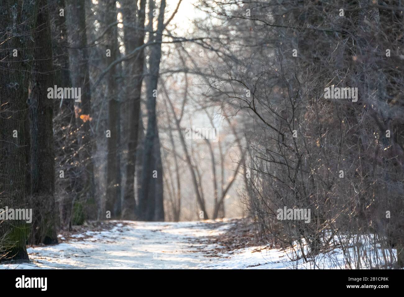 Mysterious tree tunnel alley end sunset light winter snowy view. Warm ...