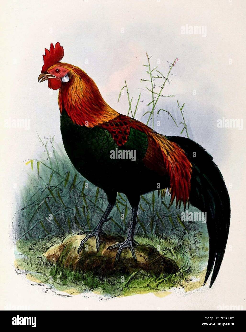 Gallus Bankiva High Resolution Stock Photography and Images - Alamy