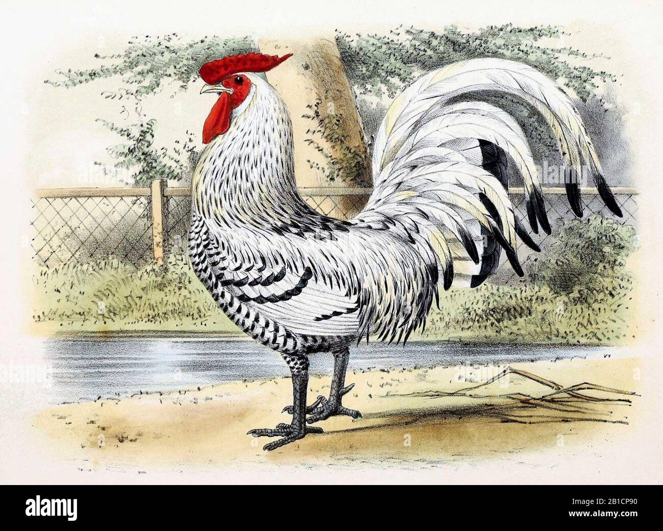 Gallus gallus domesticus - Zilverbonte Haan 1869 Stock Photo - Alamy