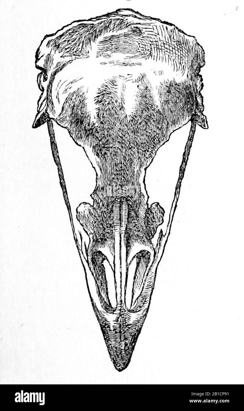 Gallus gallus domesticus skull 1881 Stock Photo - Alamy