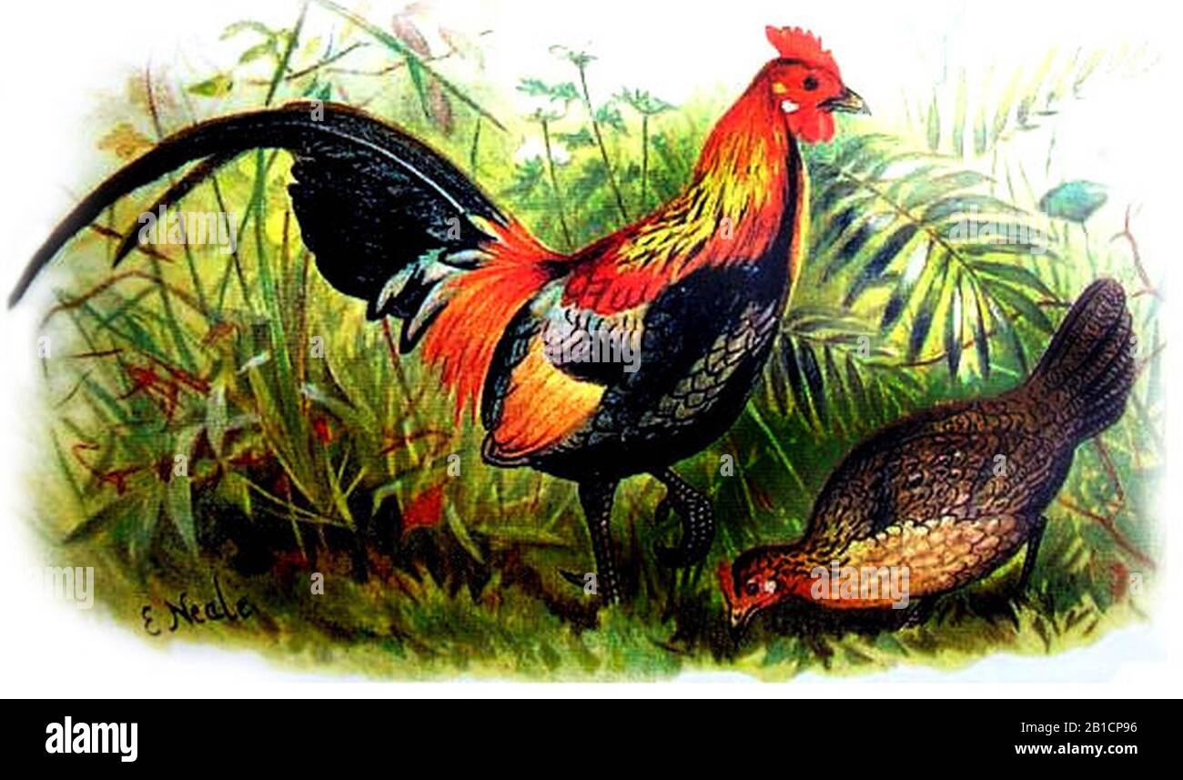 Gallus gallus ok Stock Photo - Alamy
