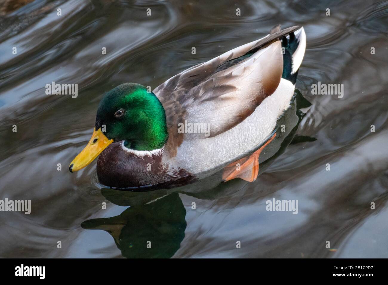Beautiful mallard emerald head male drake duck bird with yellow beak ...