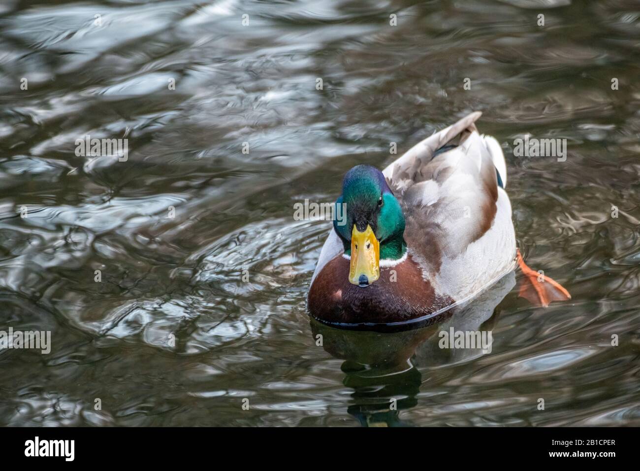 Beautiful mallard emerald head male drake duck bird with yellow beak ...