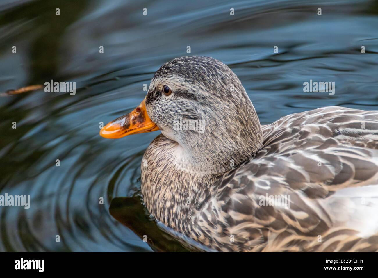 Beautiful mallard dappled brown female hen duck bird with orange beak ...