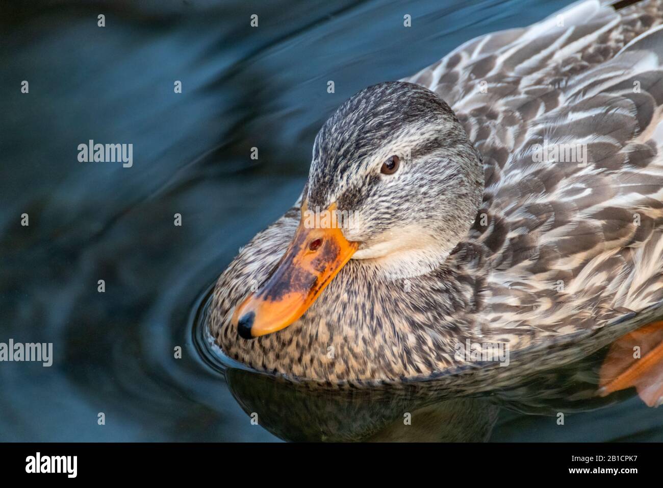 Beautiful mallard dappled brown female hen duck bird with orange beak ...