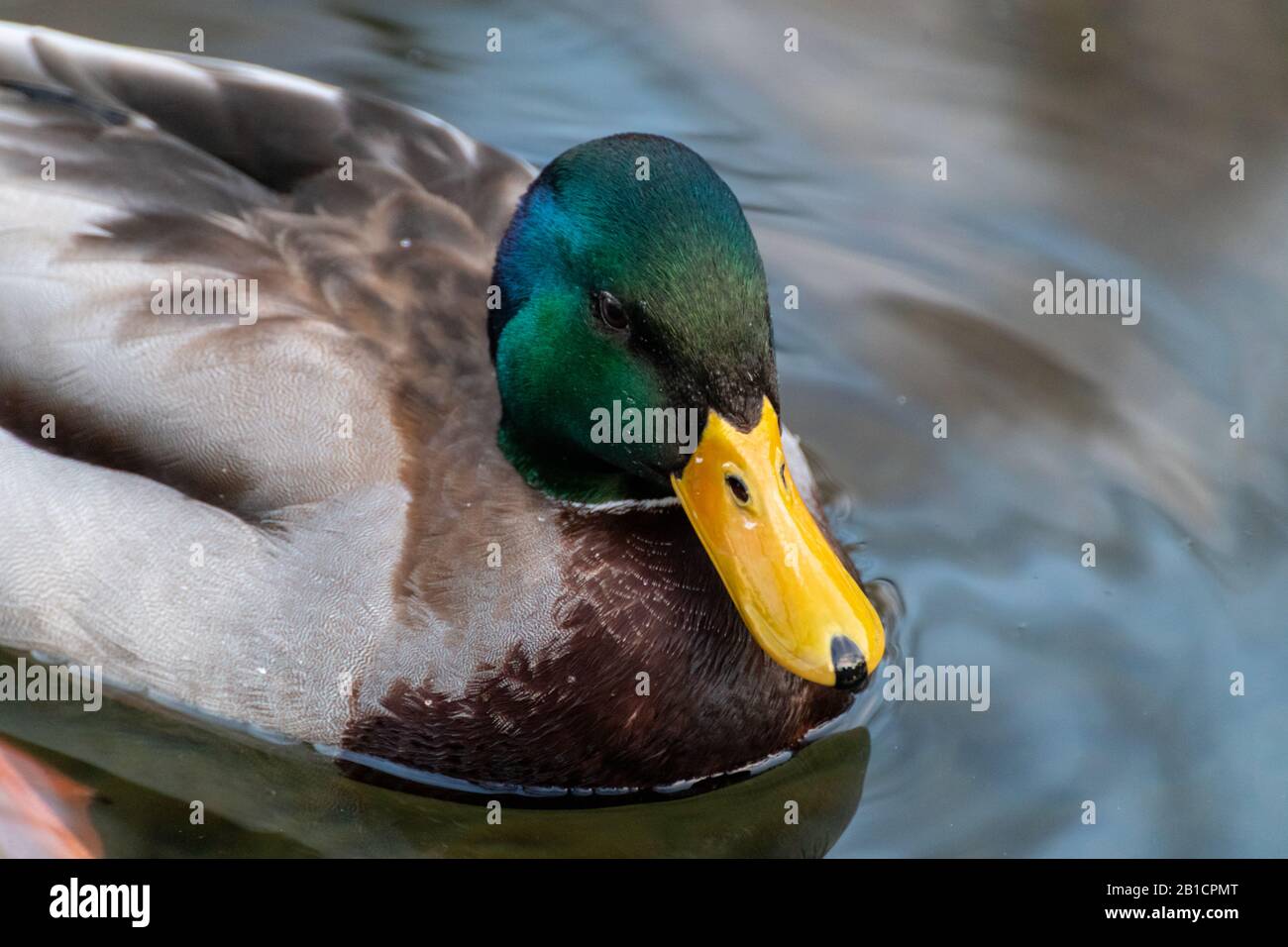 Emerald duck hi-res stock photography and images - Alamy