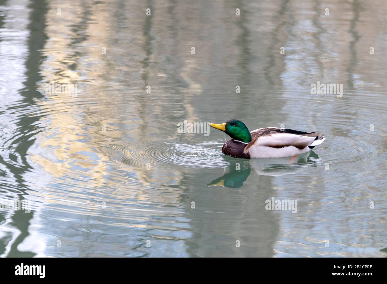 Beautiful emerald head male drake duck bird with yellow beak close-up ...
