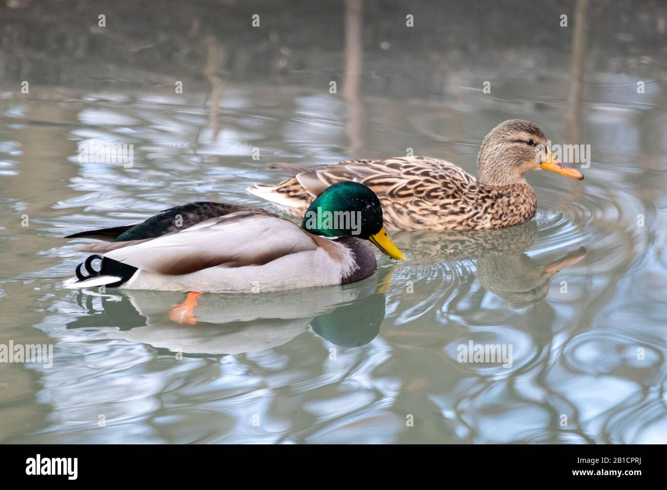 Mallard duck drake and hen hi-res stock photography and images - Alamy