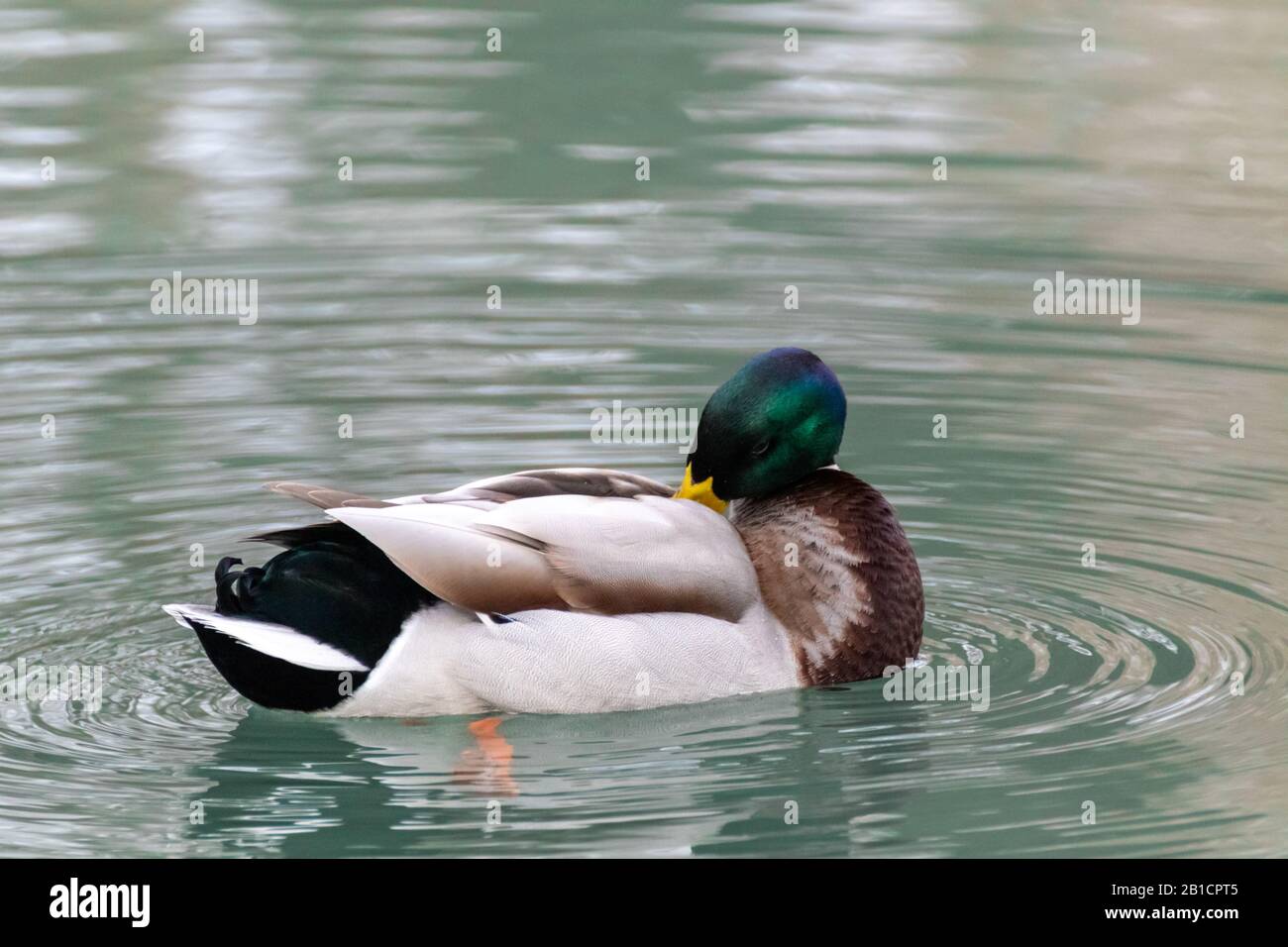 Beautiful mallard emerald head male drake duck bird with yellow beak ...