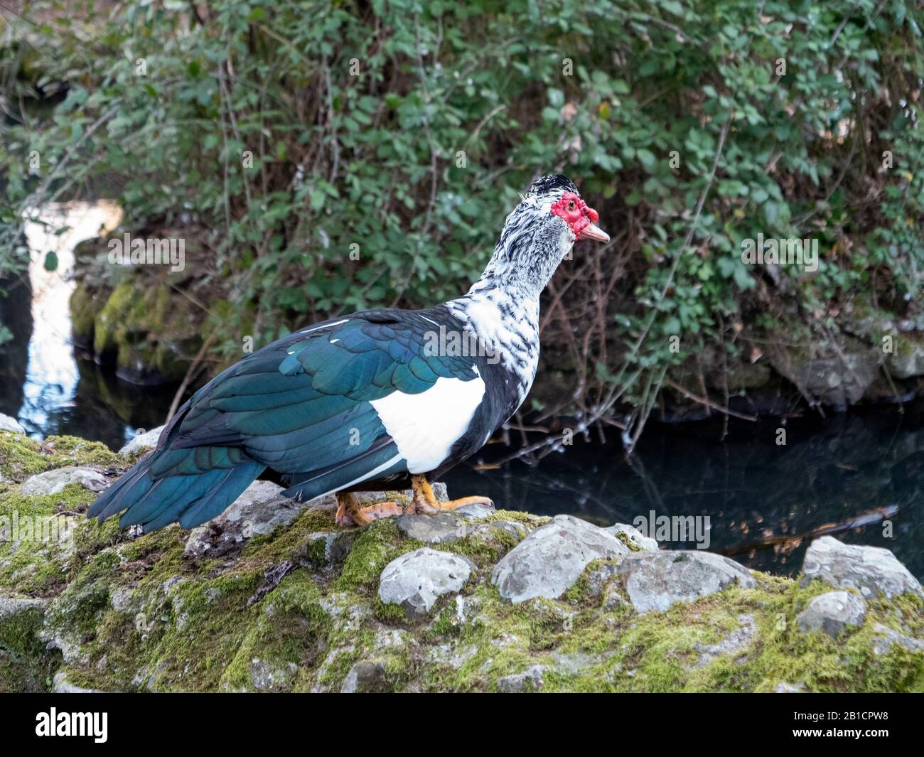 a nice colored duck in a park of sardinia,italy Stock Photo - Alamy