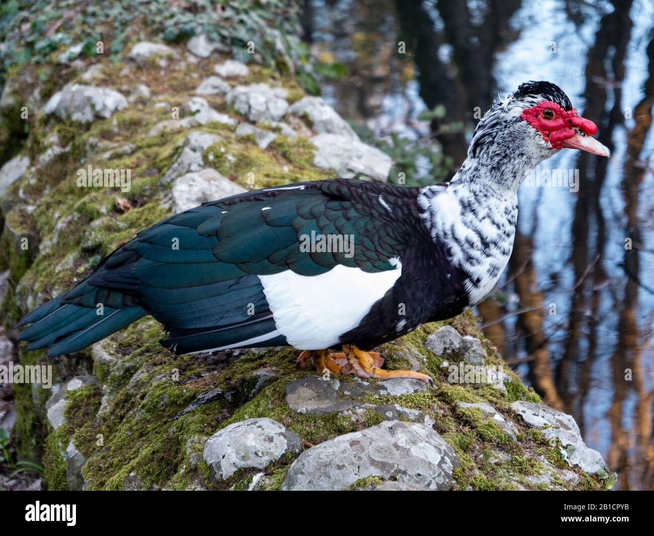 a nice colored duck in a park of sardinia,italy Stock Photo - Alamy
