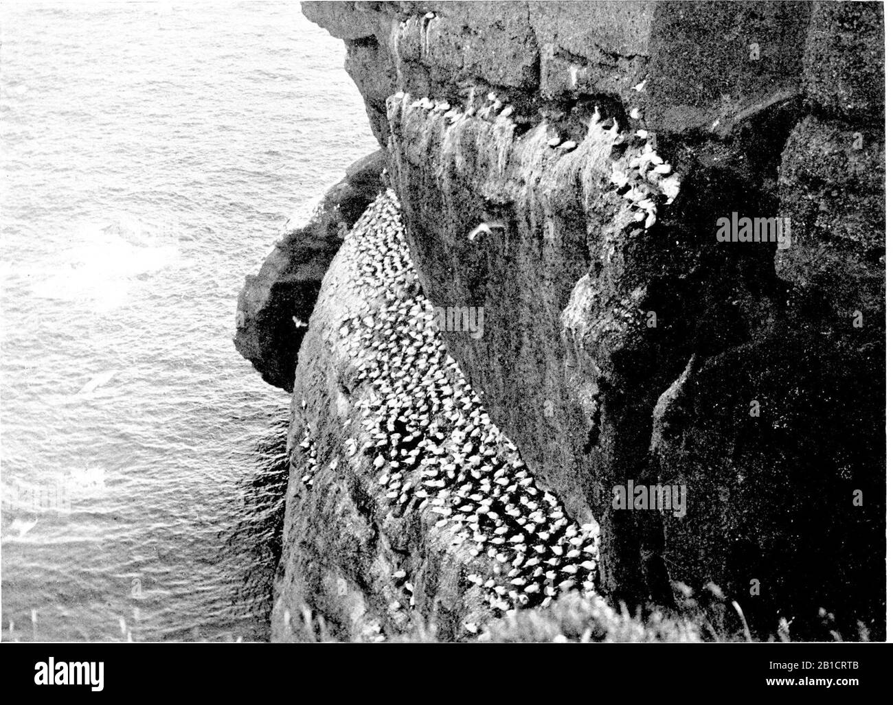 Gannets on Bonaventure-Bird-Life-1-0084 Stock Photo - Alamy