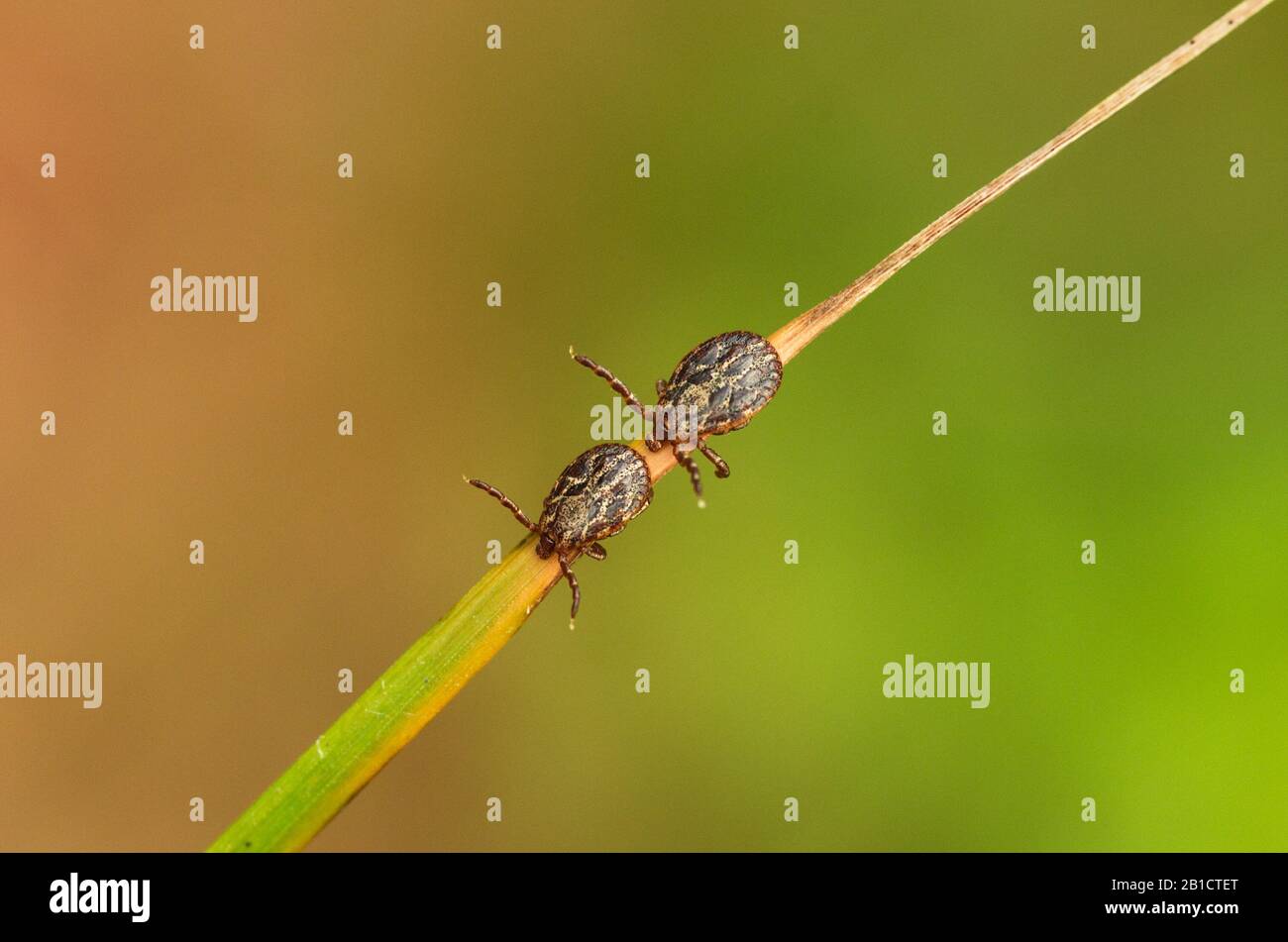 Two adult males of Ornate cow tick (Dermacentor reticulatus) on a thin ...
