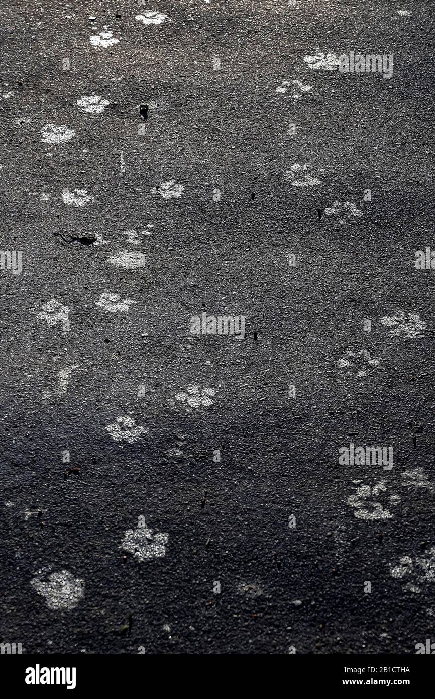 wet dog paw prints, pavement Stock Photo - Alamy