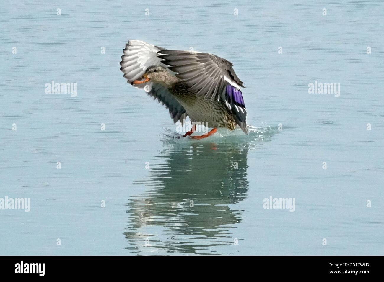 Mallard ducks at Lake Ontario Stock Photo - Alamy