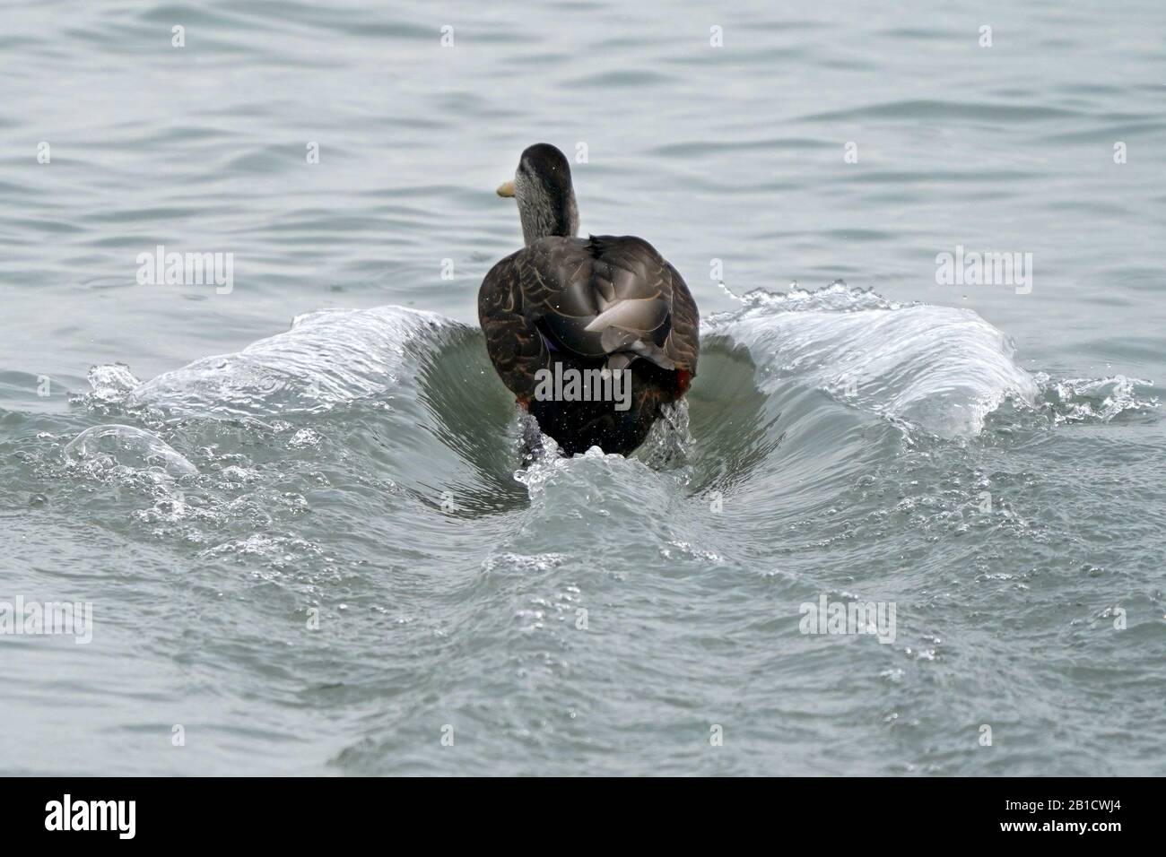 Mallard ducks at Lake Ontario Stock Photo - Alamy