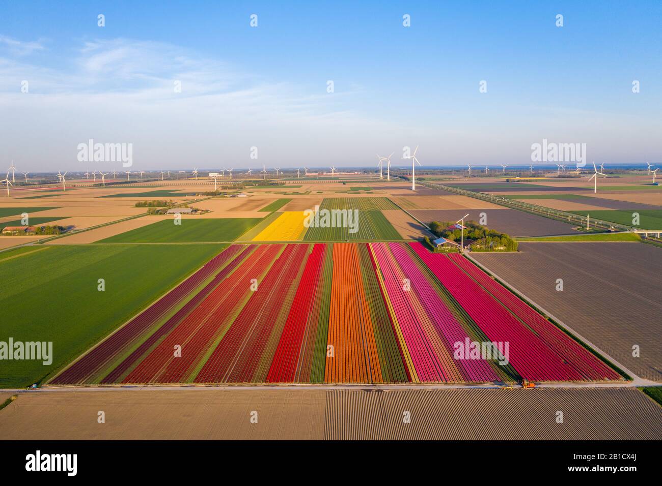 Aerial view of tulip planted fields in the Dronten area. Spring in the ...