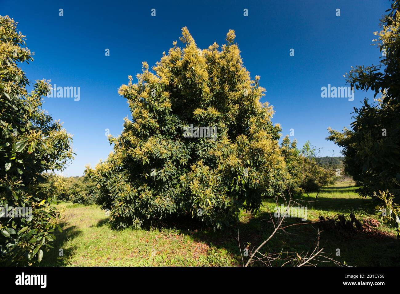 Avocado tree, Avocado field, Paricutin volcano, state of Michoacan ...