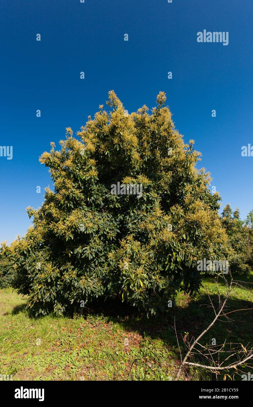 Avocado tree, Avocado field, Paricutin volcano, state of Michoacan ...