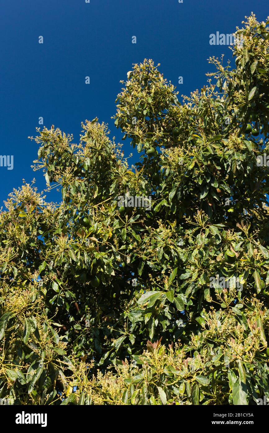 Avocado tree, Avocado field, Paricutin volcano, state of Michoacan ...