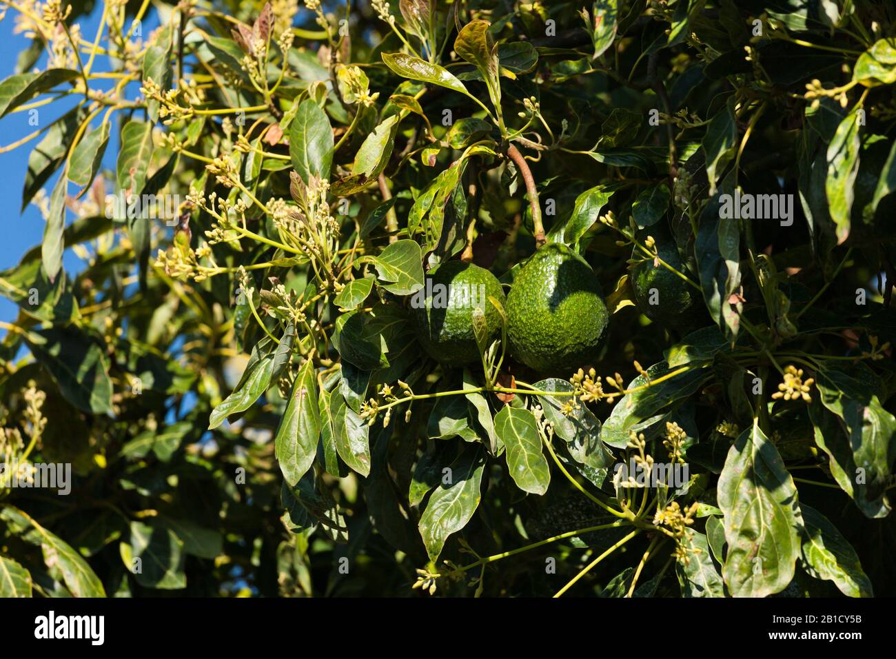 Avocado tree, Avocado field, Paricutin volcano, state of Michoacan ...